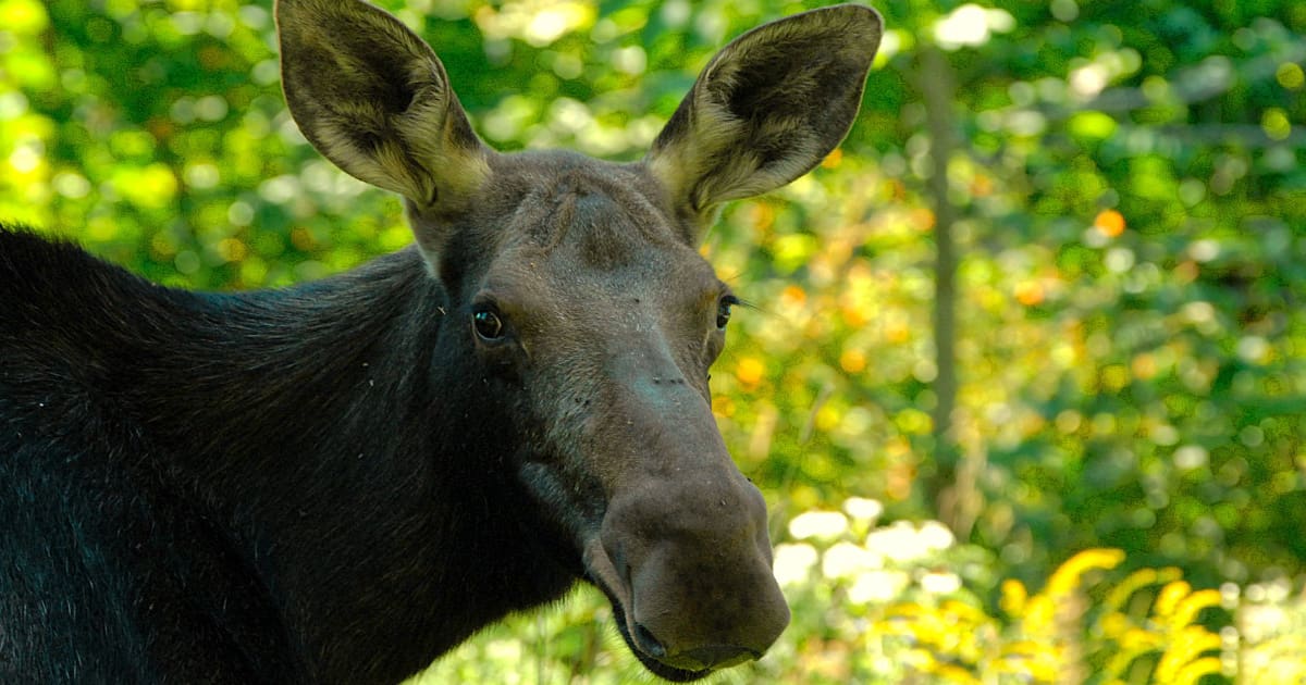 Join Photolites - Owen Kane - Essex County Nature Photographers