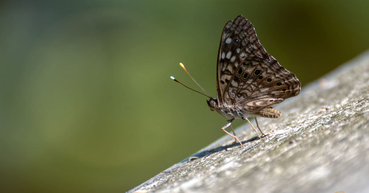 Join Insects and Spiders - Essex County Nature Photographers